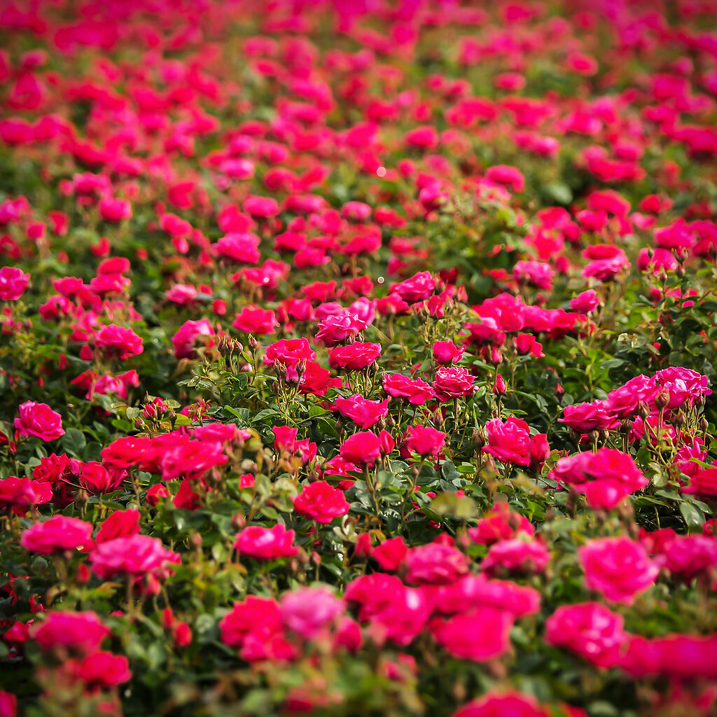 My Girl Easy Elegance® Rose For Sale Online | The Tree Center