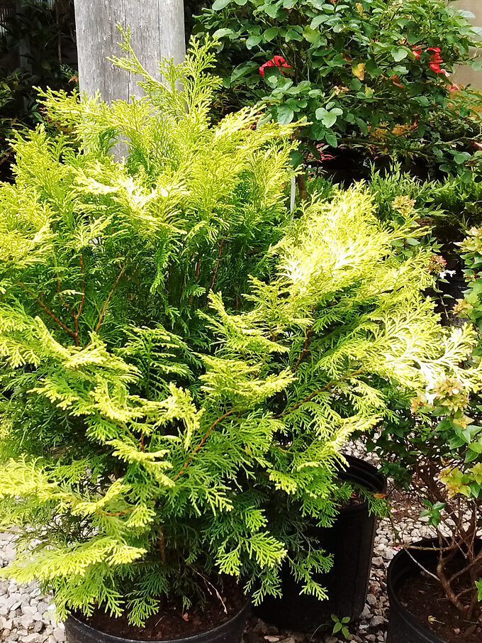 Buy Cypress Trees Online | The Tree Center
