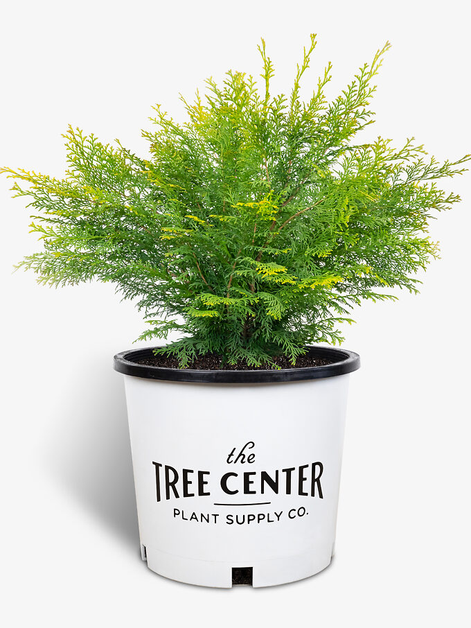 Cypress Trees For Sale Online | The Tree Center