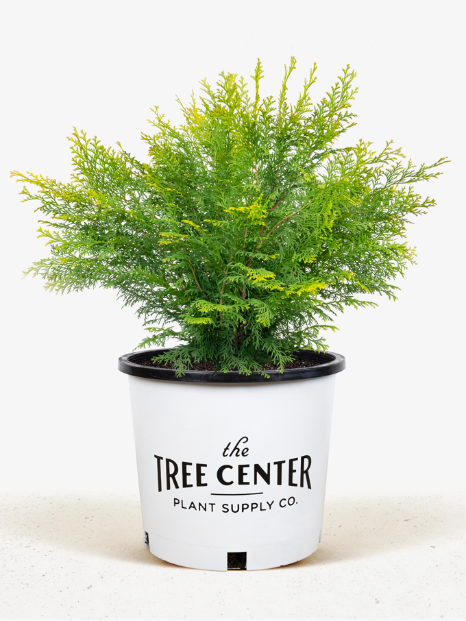 Cypress Trees For Sale Online | The Tree Center