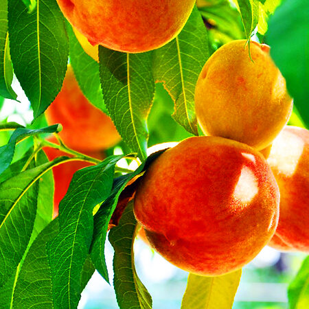 O'Henry Peach Tree For Sale Online | The Tree Center