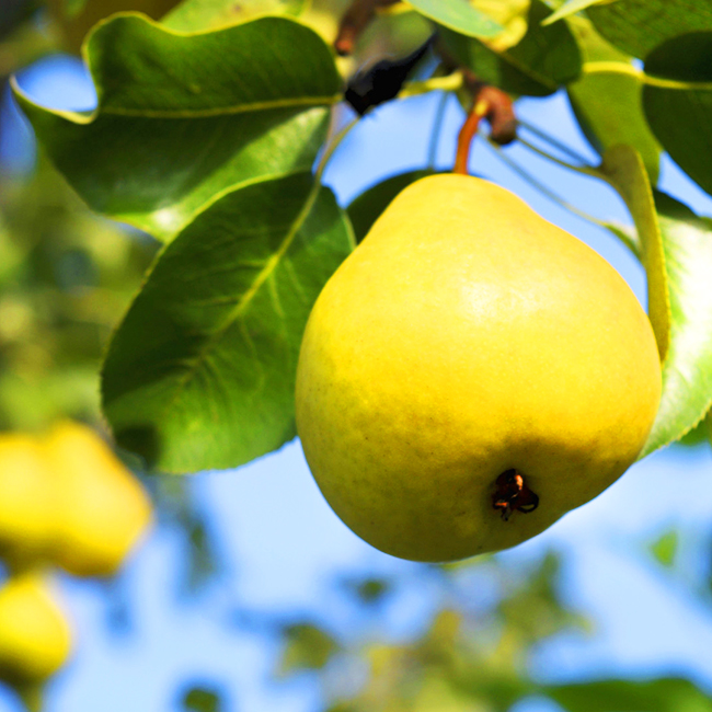 Orient Pear Tree For Sale Online | The Tree Center