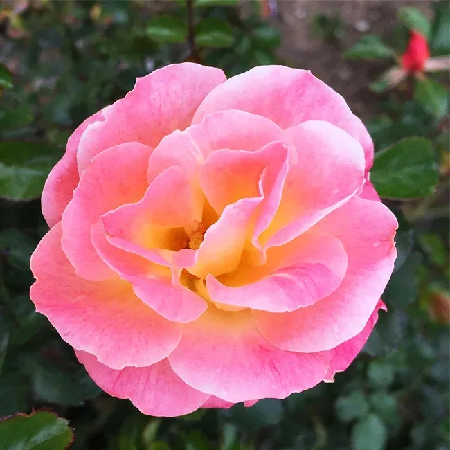 Peach Drift® Rose Tree For Sale Online | The Tree Center