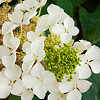 Pee Wee Hydrangea For Sale Online | The Tree Center