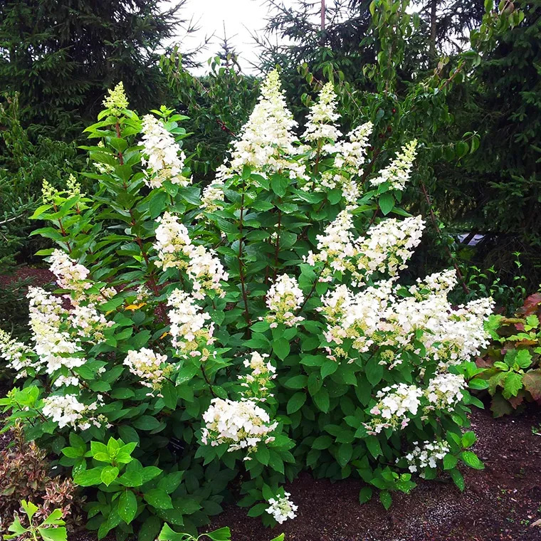 Pee Wee Hydrangea For Sale Online | The Tree Center