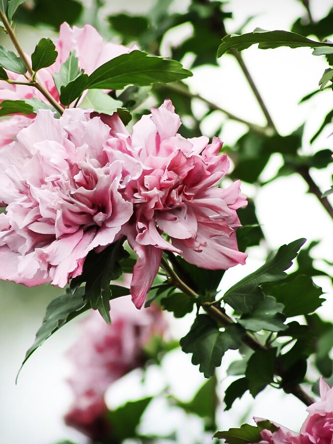 Hibiscus Shrubs For Sale Online | The Tree Center