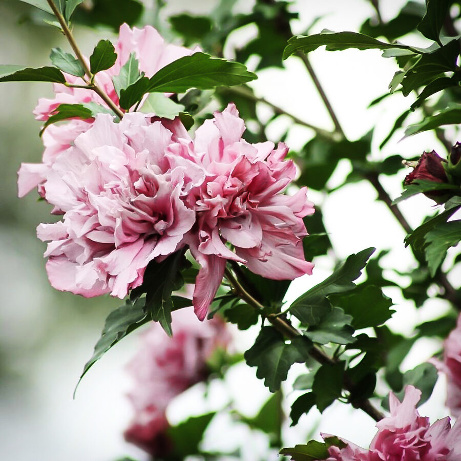Peppermint Smoothie™ Hardy Hibiscus For Sale Online | The Tree Center