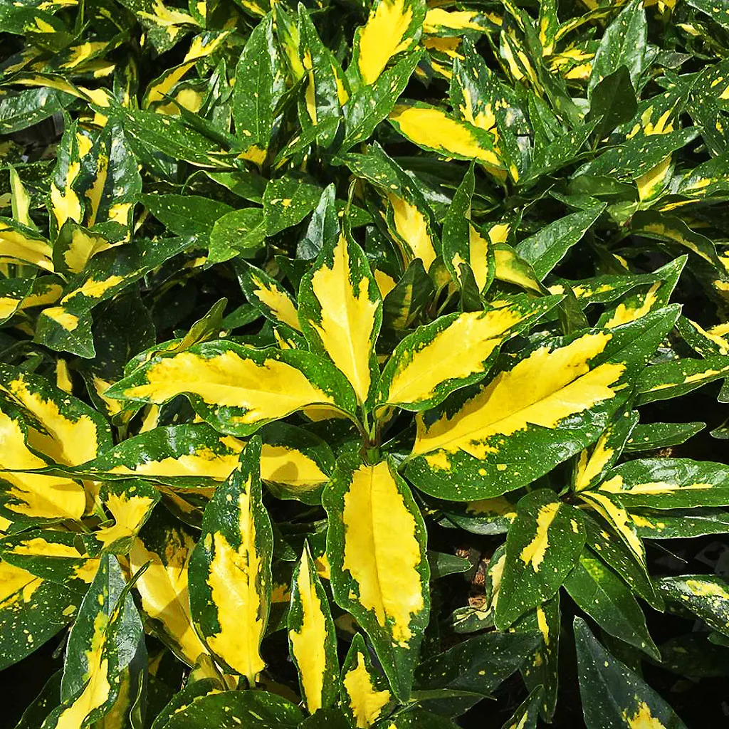 Spotted Japanese Aucuba For Sale Online | The Tree Center