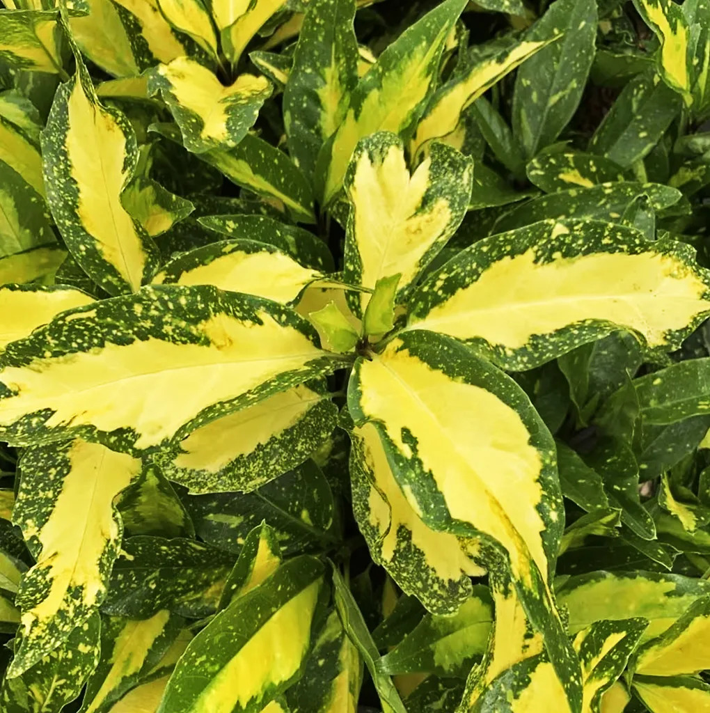 Spotted Japanese Aucuba For Sale Online | The Tree Center