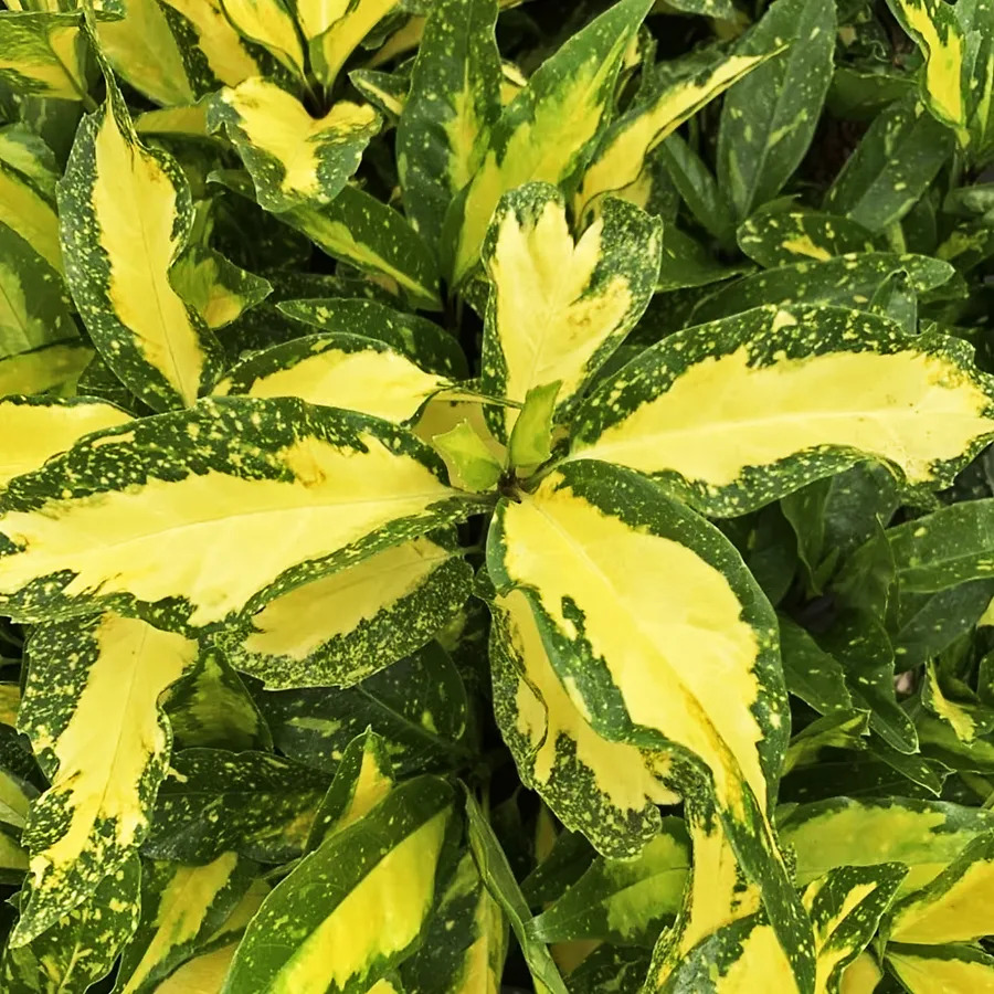 Spotted Japanese Aucuba For Sale Online | The Tree Center