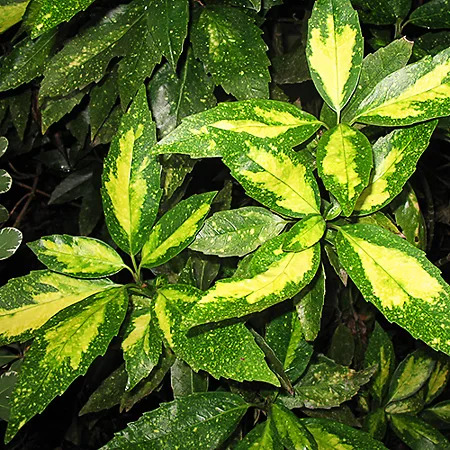 Spotted Japanese Aucuba For Sale Online | The Tree Center
