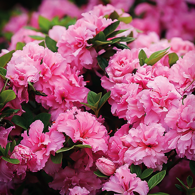 Pink Double Bloom-A-Thon® Azaleas For Sale Online | The Tree Center
