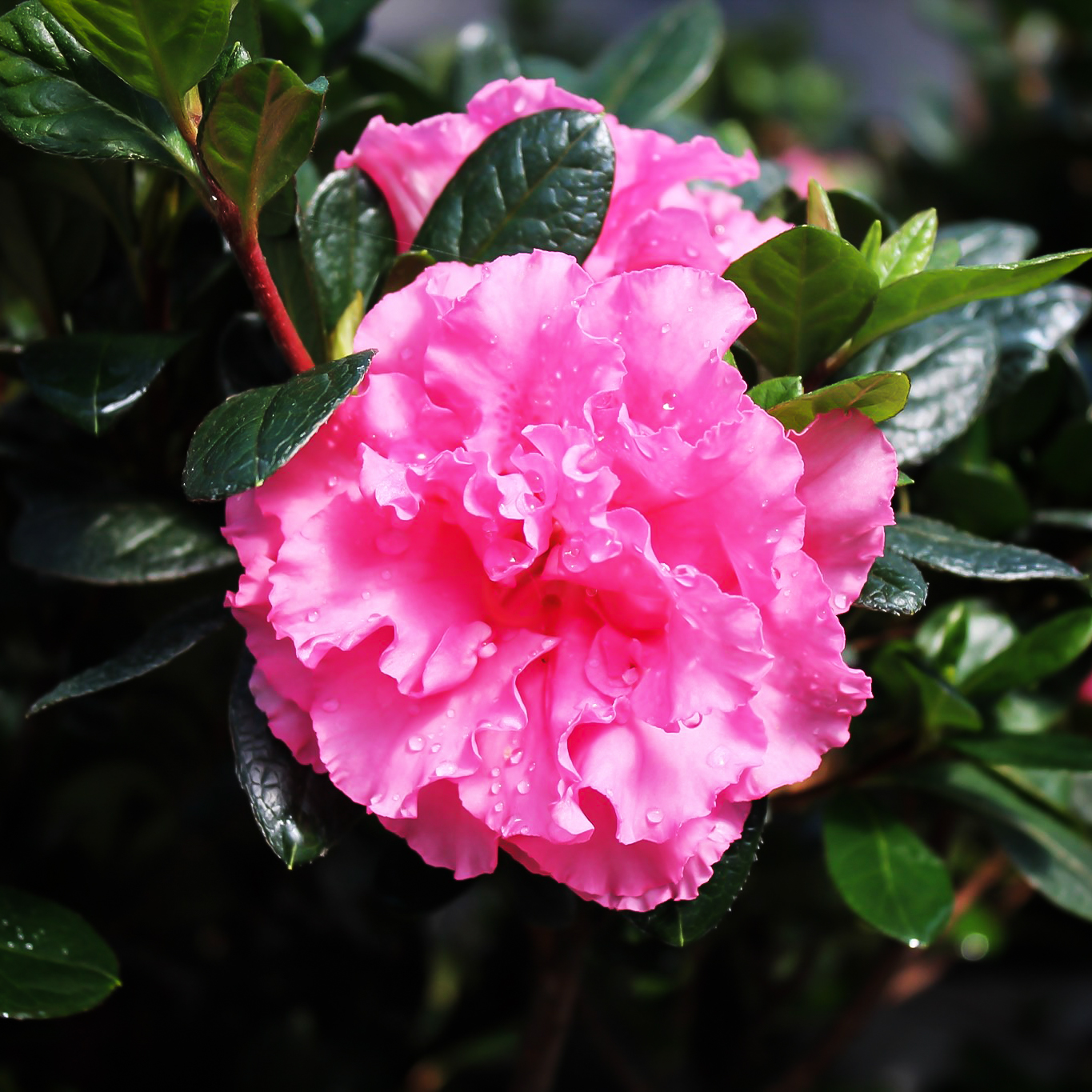 Pink Double Bloom-A-Thon® Azaleas For Sale Online | The Tree Center