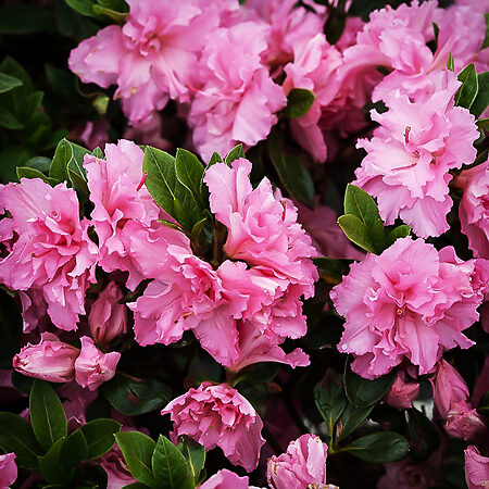 Pink Double Bloom-A-Thon® Azaleas For Sale Online | The Tree Center