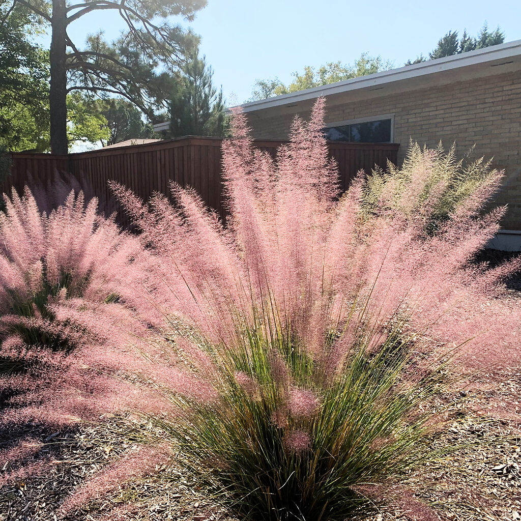 Pink Flamingo Muhly Grass For Sale Online | The Tree Center