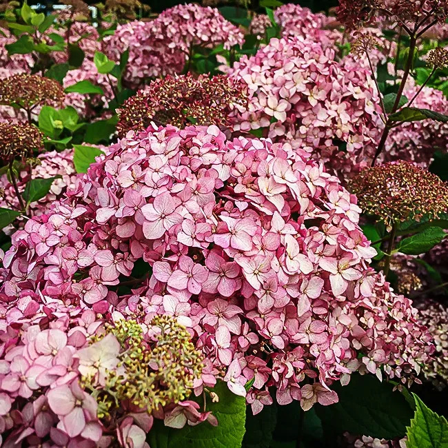 Pinkerella Hydrangea For Sale Online | The Tree Center