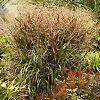 Prairie Flame Switch Grass For Sale Online | The Tree Center