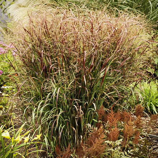 Prairie Flame Switch Grass For Sale Online | The Tree Center