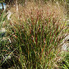 Prairie Flame Switch Grass For Sale Online | The Tree Center