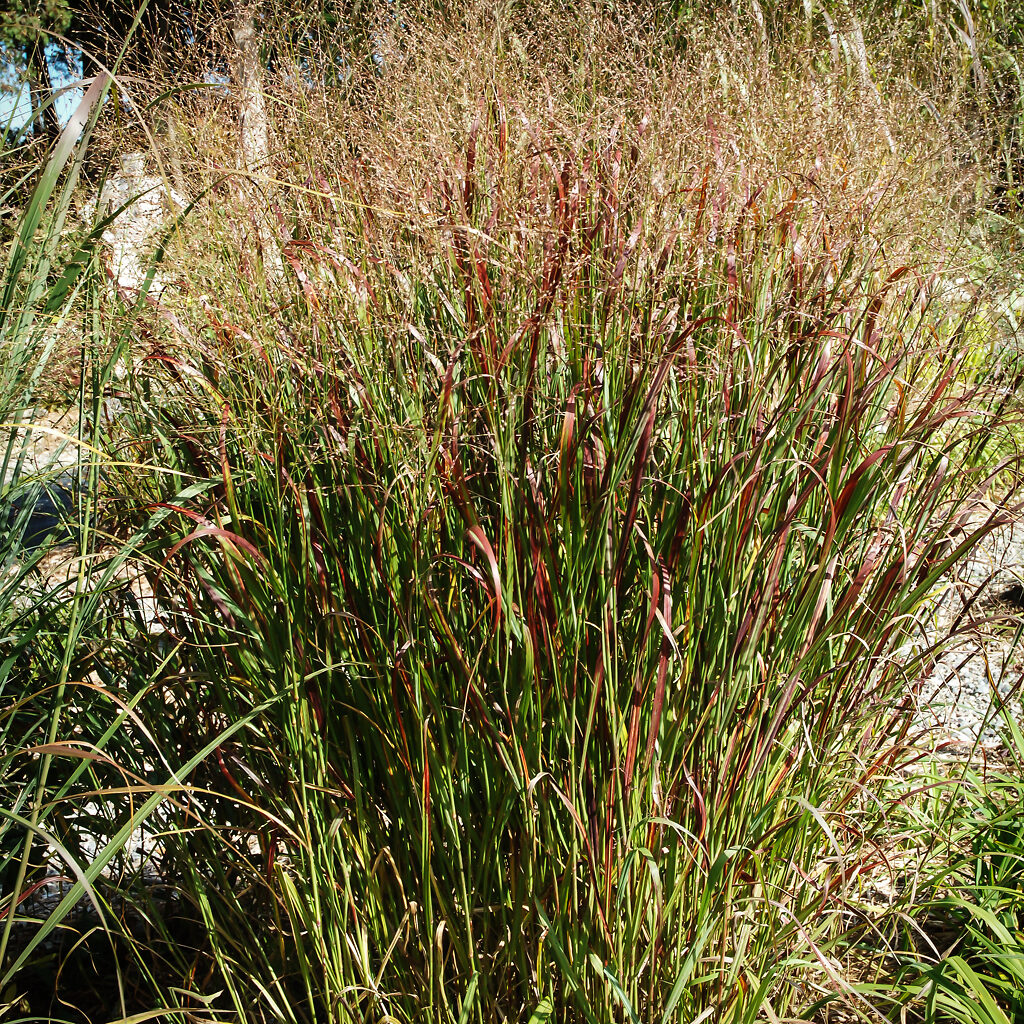Prairie Flame Switch Grass For Sale Online | The Tree Center