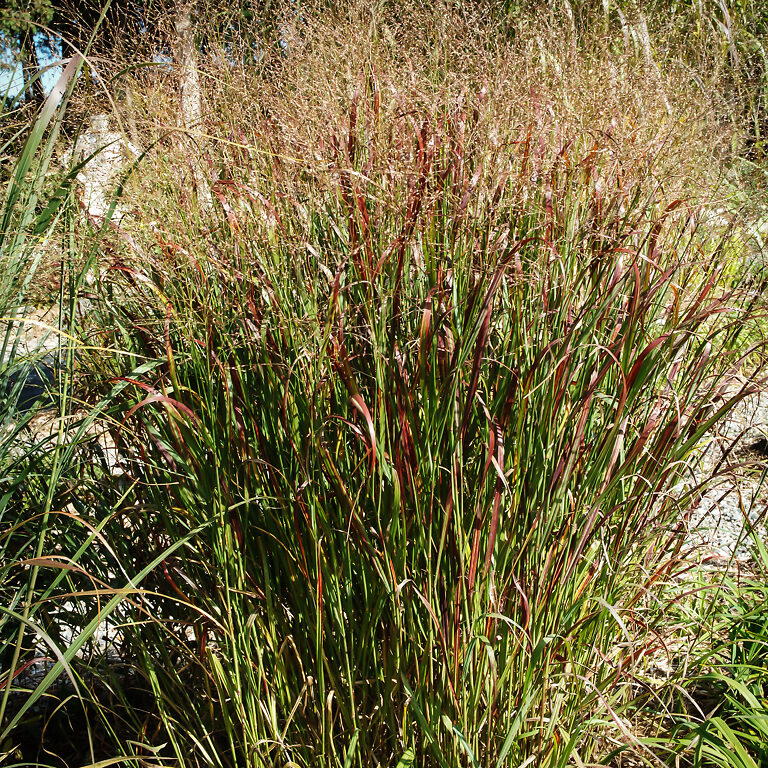 Prairie Flame Switch Grass For Sale Online | The Tree Center