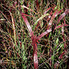 Prairie Flame Switch Grass For Sale Online | The Tree Center