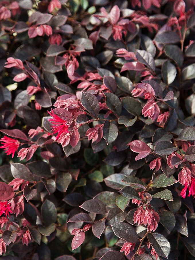 Cerise Charm™ Loropetalum For Sale Online | The Tree Center