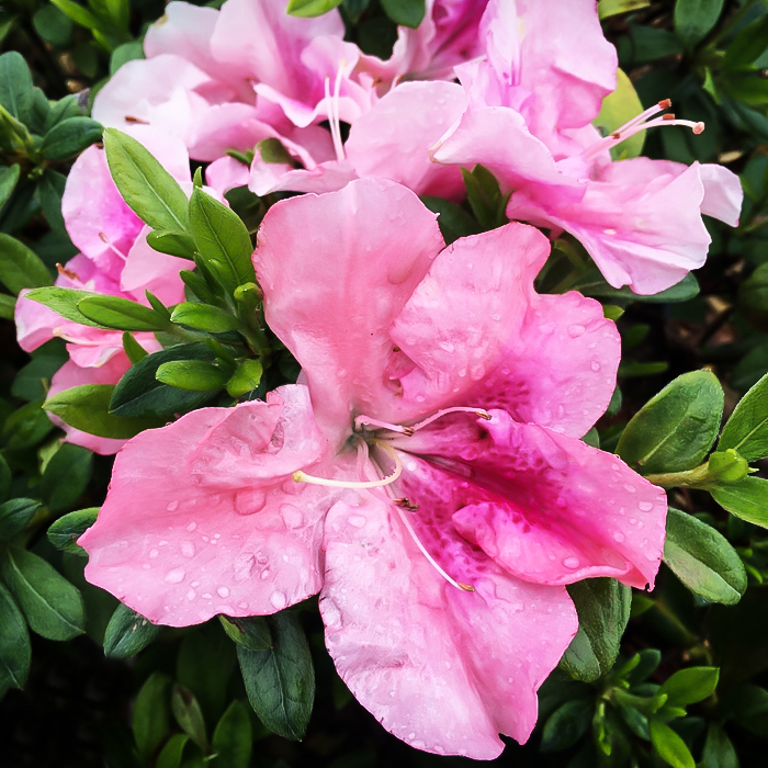 Purple Spectacular™ ReBLOOM™ Azaleas For Sale Online | The Tree Center