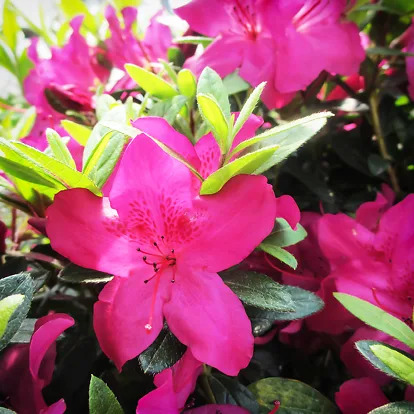 Purple Spectacular™ ReBLOOM™ Azaleas For Sale Online | The Tree Center