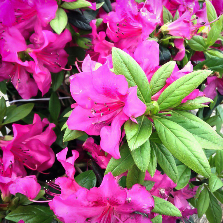 Purple Spectacular™ ReBLOOM™ Azaleas For Sale Online | The Tree Center