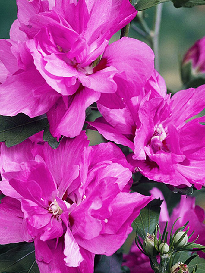 Blueberry Smoothie™ Hardy Hibiscus For Sale Online | The Tree Center