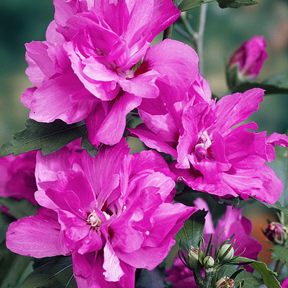 Raspberry Smoothie™ Hardy Hibiscus For Sale Online | The Tree Center