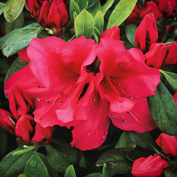 Azaleas | Shop for Azalea Shrubs Online | The Tree Center