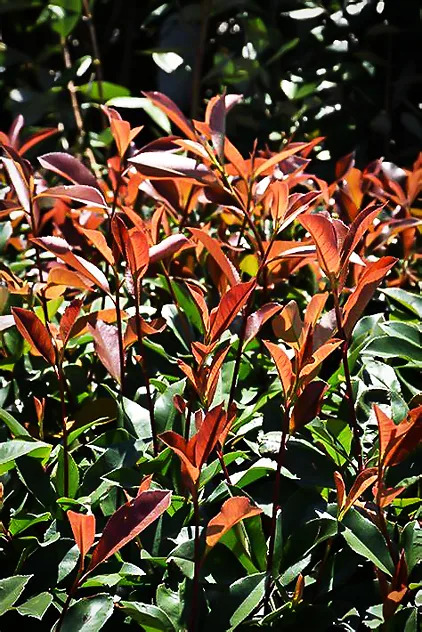 Red Fury™ Photinia For Sale Online | The Tree Center