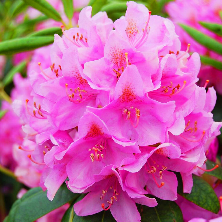 Roseum Elegans Rhododendron For Sale Online | The Tree Center