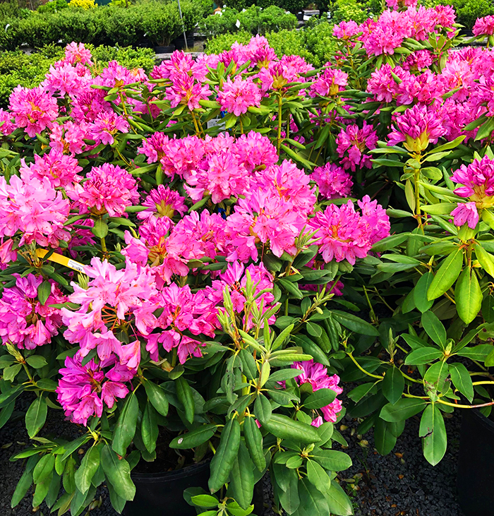 Roseum Elegans Rhododendron For Sale Online | The Tree Center
