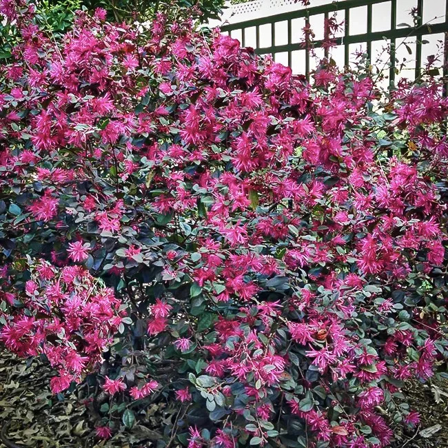 Ruby Loropetalum For Sale Online | The Tree Center