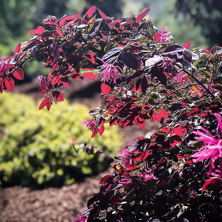 Ruby Loropetalum For Sale Online | The Tree Center