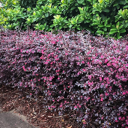 Ruby Loropetalum For Sale Online | The Tree Center