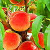 Ruby Prince Peach Tree For Sale Online | The Tree Center