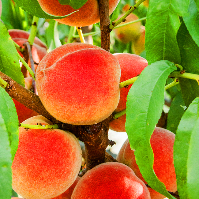 Ruby Prince Peach Tree For Sale Online | The Tree Center