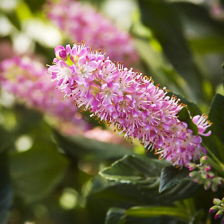 Ruby Spice Summersweet For Sale Online | The Tree Center