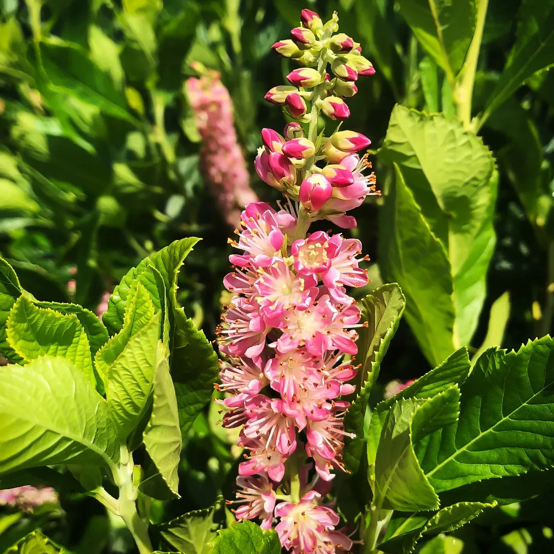 Ruby Spice Summersweet For Sale Online | The Tree Center