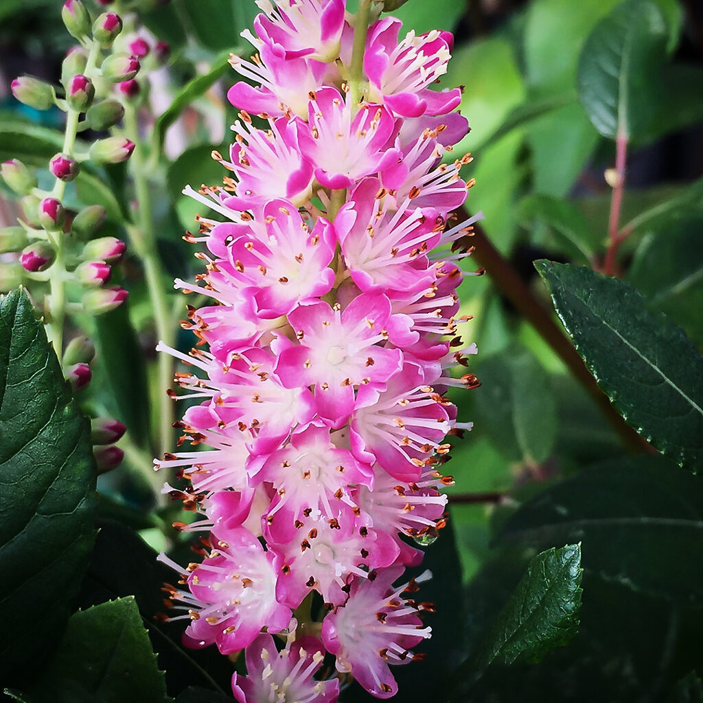 Ruby Spice Summersweet For Sale Online | The Tree Center