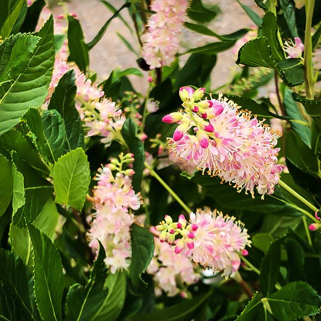 Ruby Spice Summersweet For Sale Online | The Tree Center