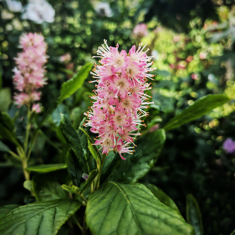 Ruby Spice Summersweet For Sale Online | The Tree Center