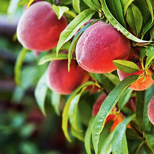 Scarlet Prince Peach Tree For Sale Online | The Tree Center