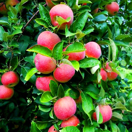 Scarlet Prince Peach Tree For Sale Online | The Tree Center