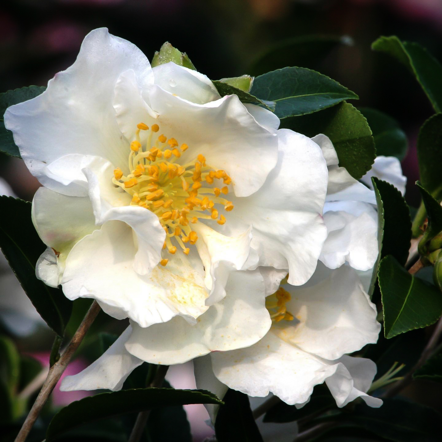 Setsu Gekka Camellia For Sale Online | The Tree Center