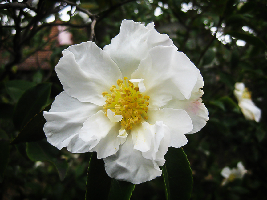 Setsu Gekka Camellia For Sale Online | The Tree Center